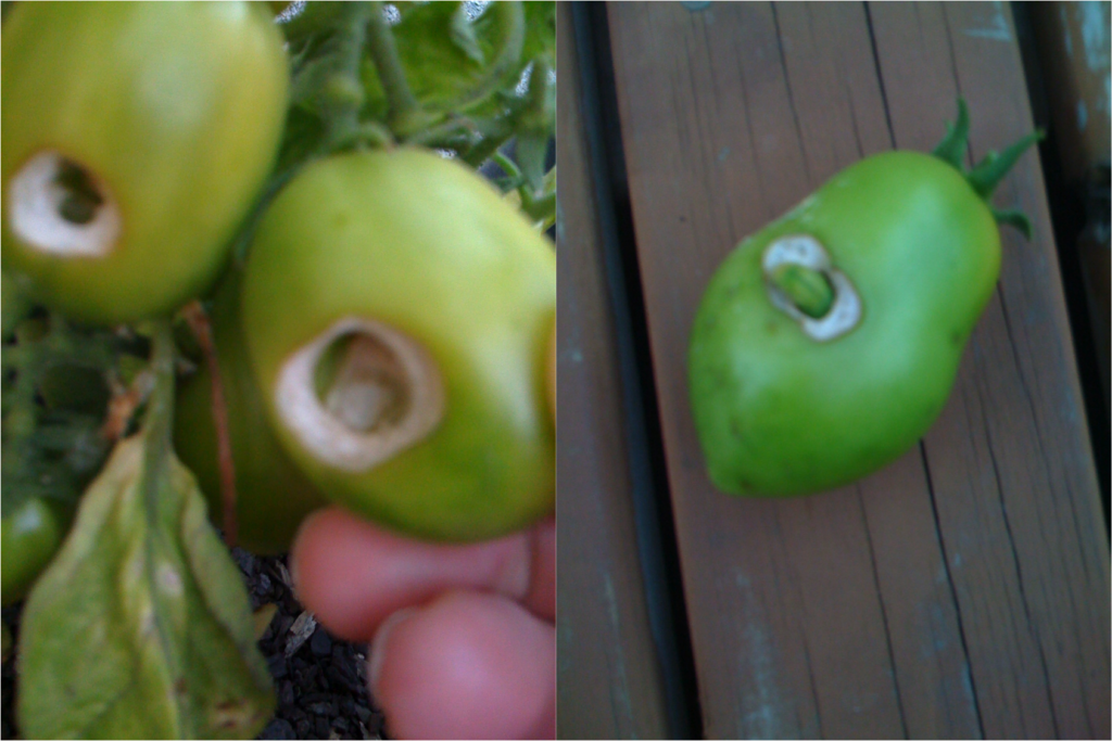 Competitors - Steve Sammartino